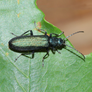 False blister beetle – FRIENDS OF THE PARKLAND WALK
